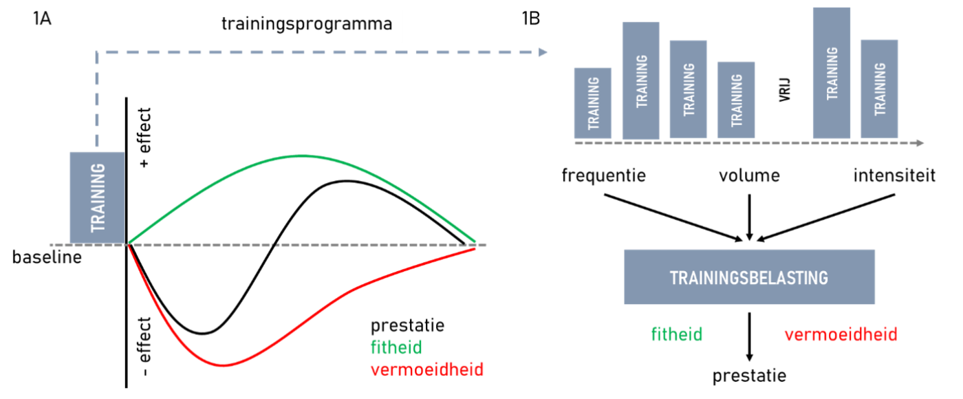 Taperen voor topprestaties - Sportieq - Gezond Sporten